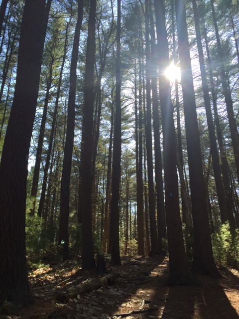 Hiking with a Dose of History: Chelmsford’s Thanksgiving Forest ...