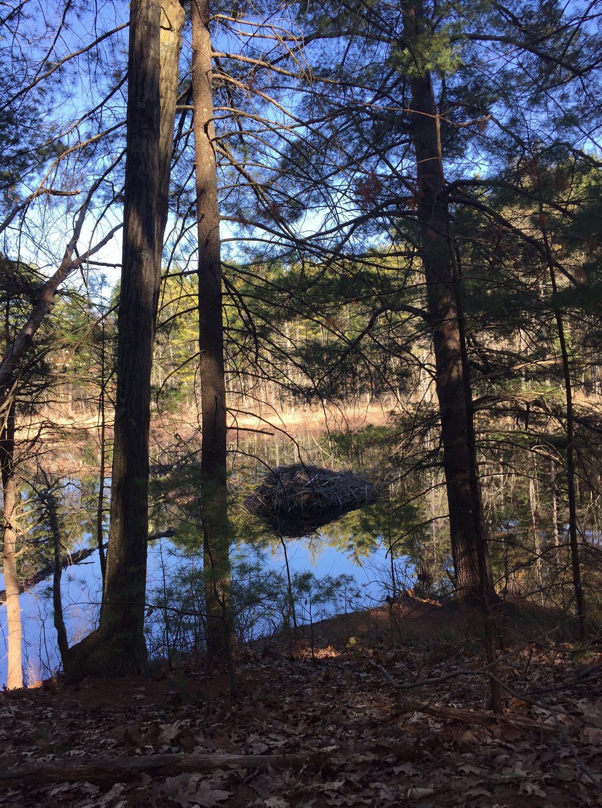 Hiking with a Dose of History: Chelmsford’s Thanksgiving Forest ...