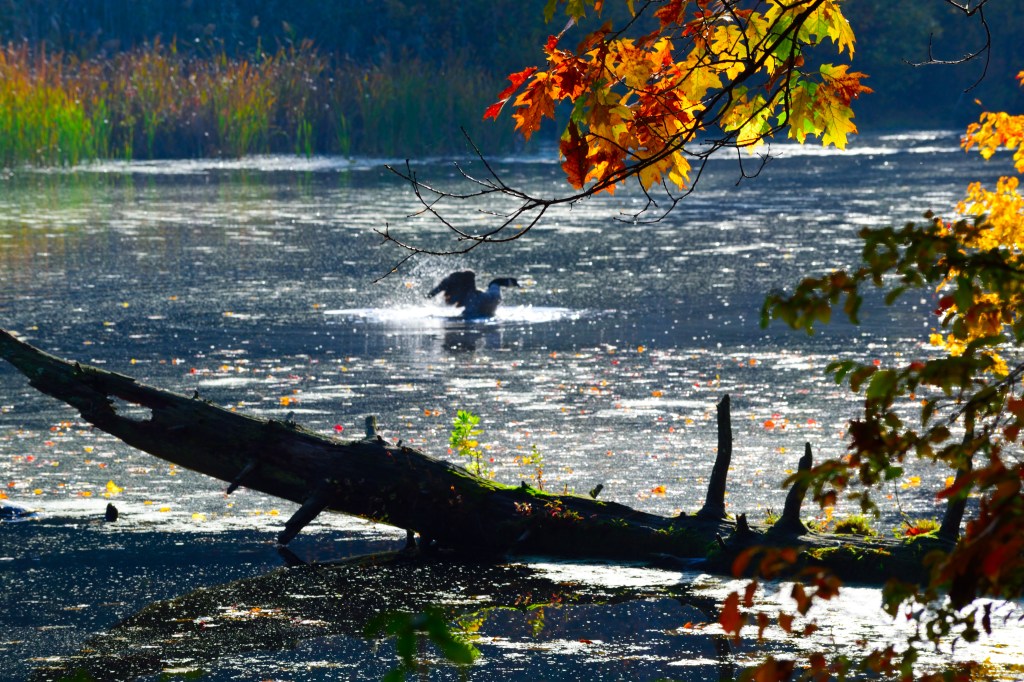 Merrimack Valley Magazine Feature – Chelmsford’s Thanksgiving Forest ...